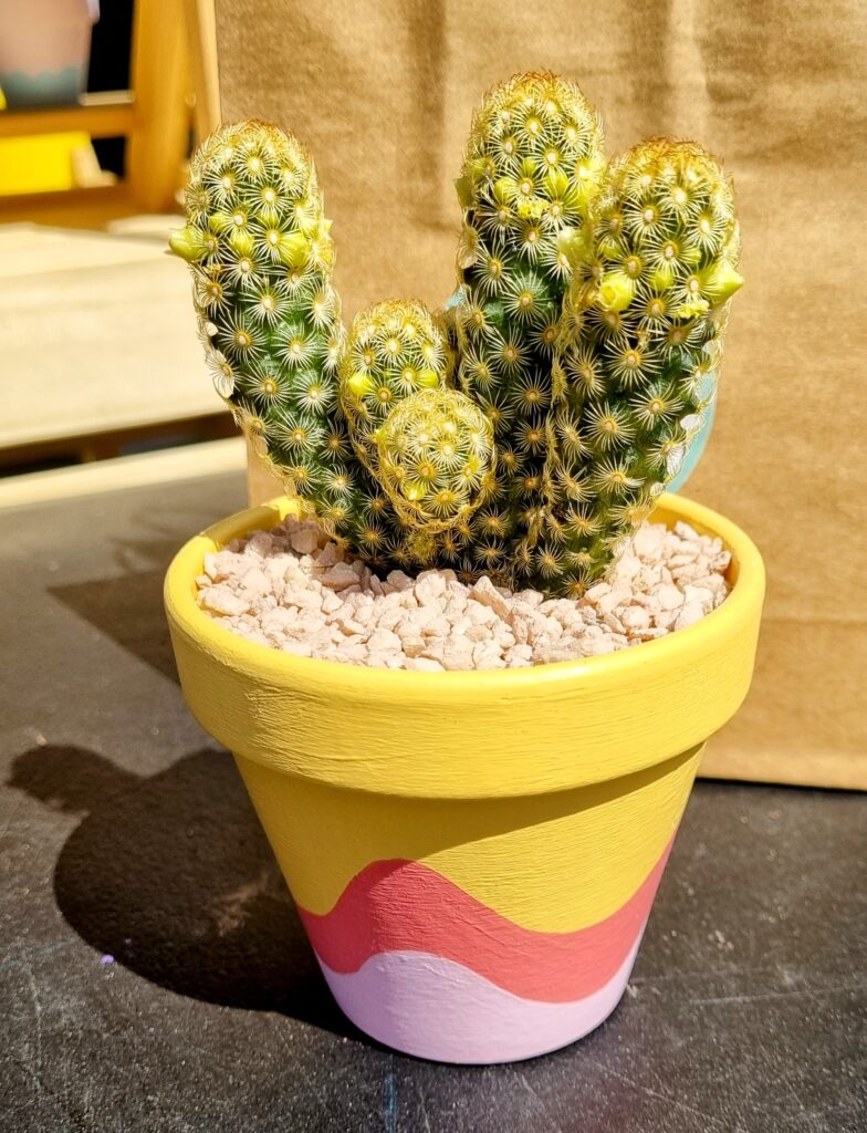 Custom Cacti - Where Creativity Blooms and Memories Grow