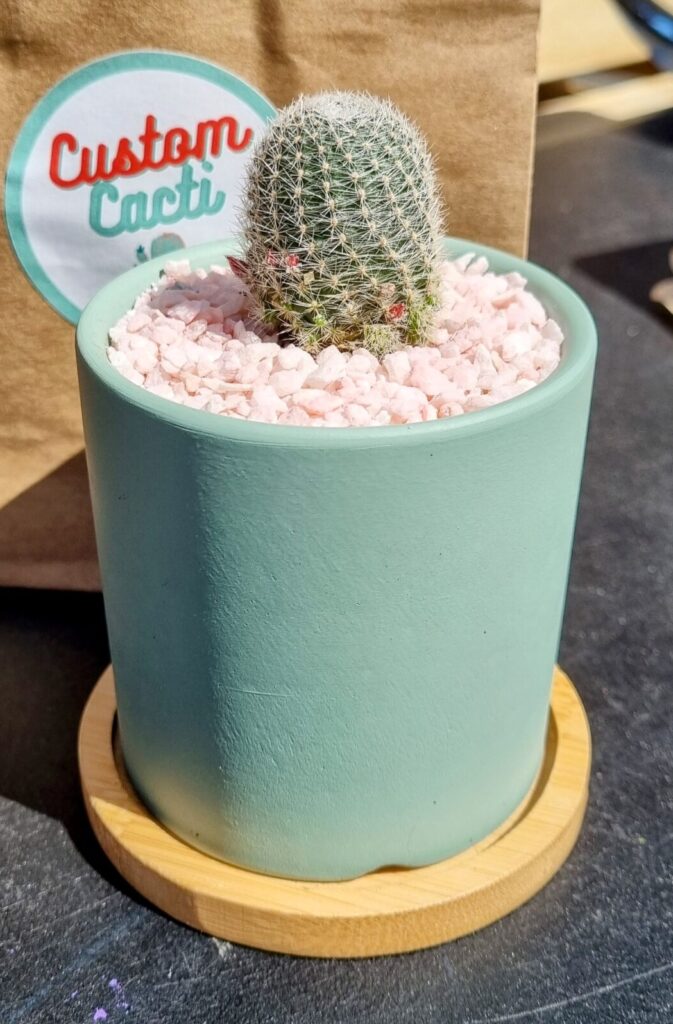 Custom Cacti - Where Creativity Blooms and Memories Grow